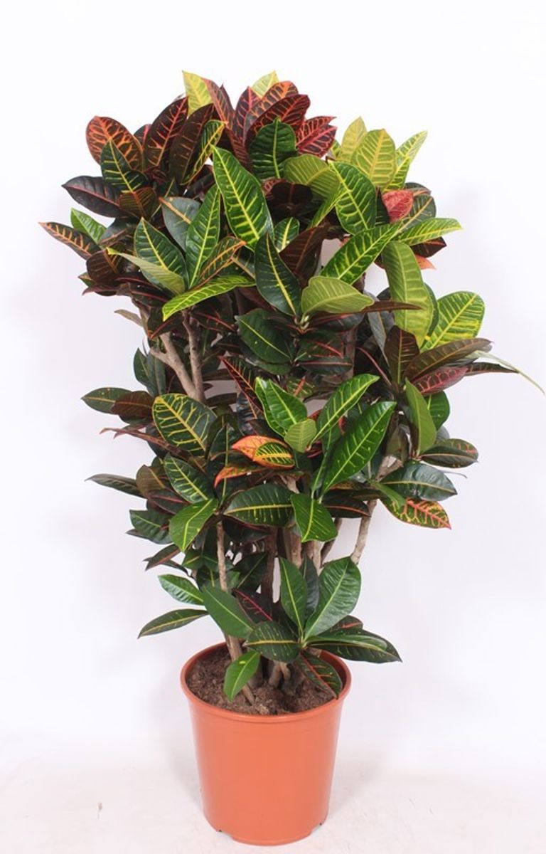 Codiaeum variegatum 'Petra' — Plant Wholesale FlorAccess