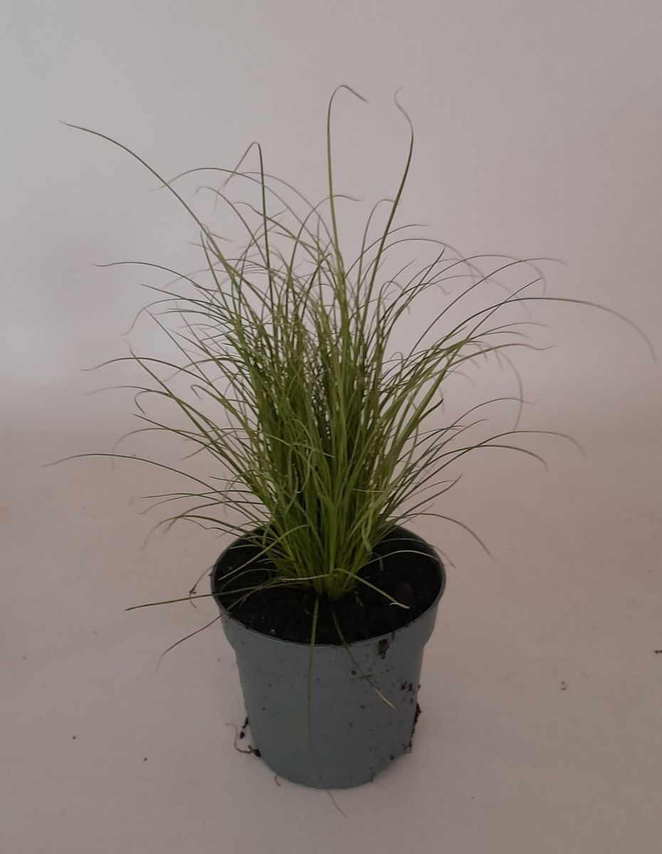 Carex comans AMAZON MIST — Plant Wholesale FlorAccess