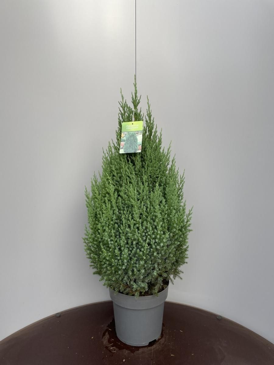 Juniperus chinensis 'Stricta' — Plant Wholesale FlorAccess