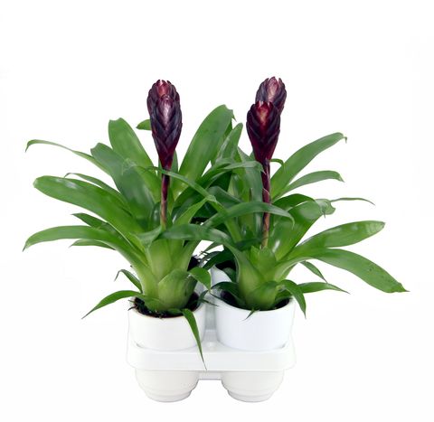 Vriesea CATHY P — Plant Wholesale FlorAccess