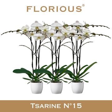 Phalaenopsis — Plant Wholesale FlorAccess