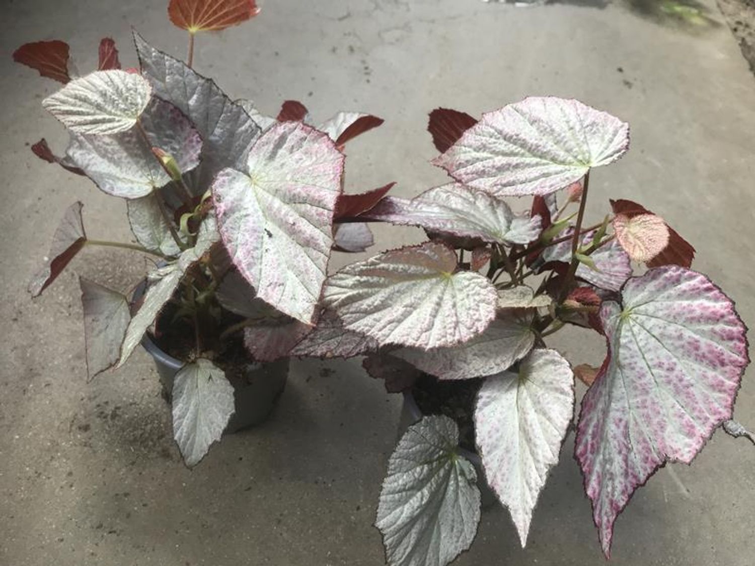 Begonia 'Two Face' — Plant Wholesale FlorAccess