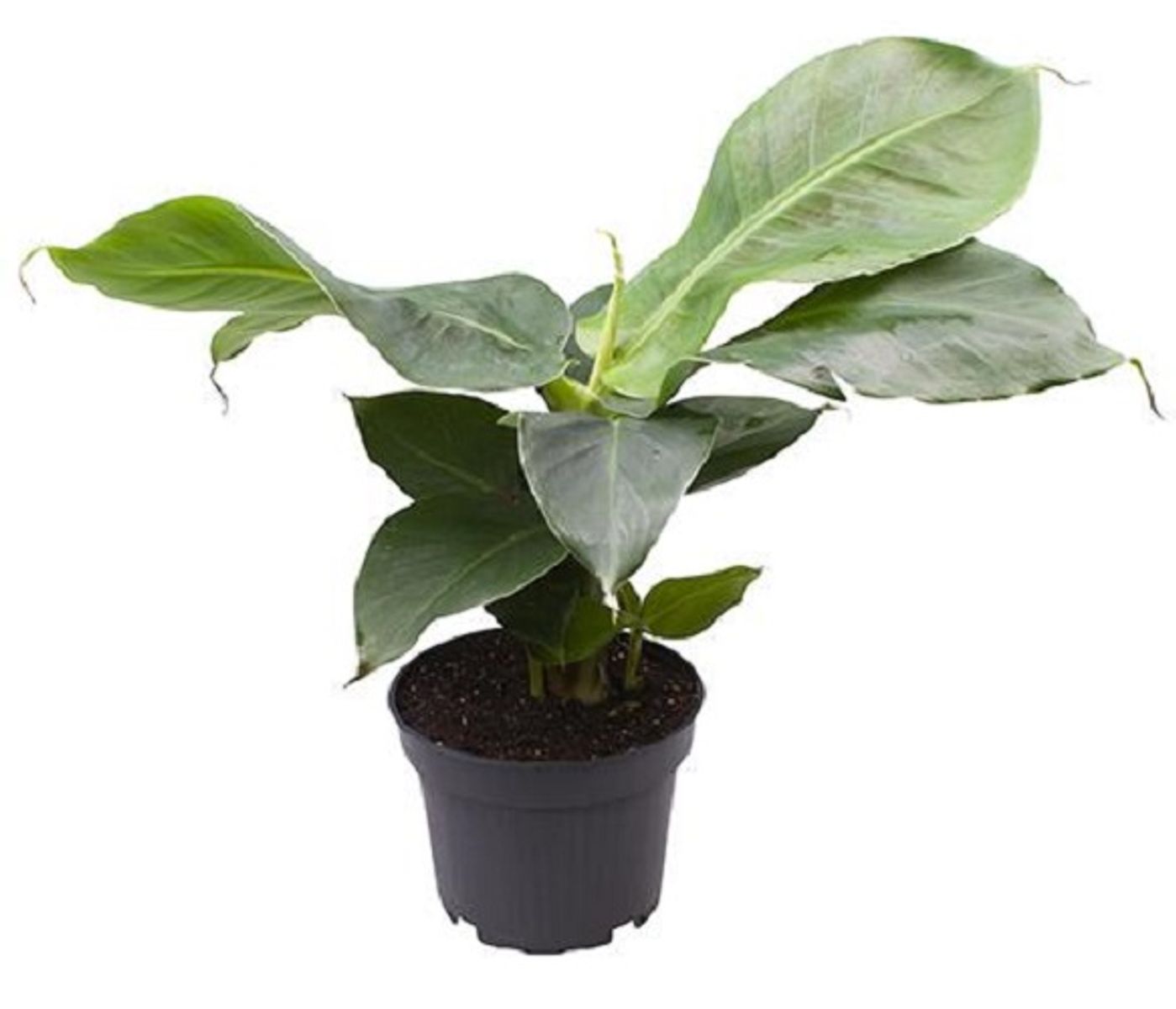 Musa acuminata — Plant Wholesale FlorAccess
