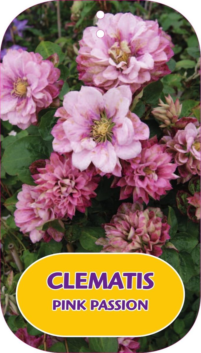 Clematis PINK PASSION (EL) — Plant Wholesale FlorAccess