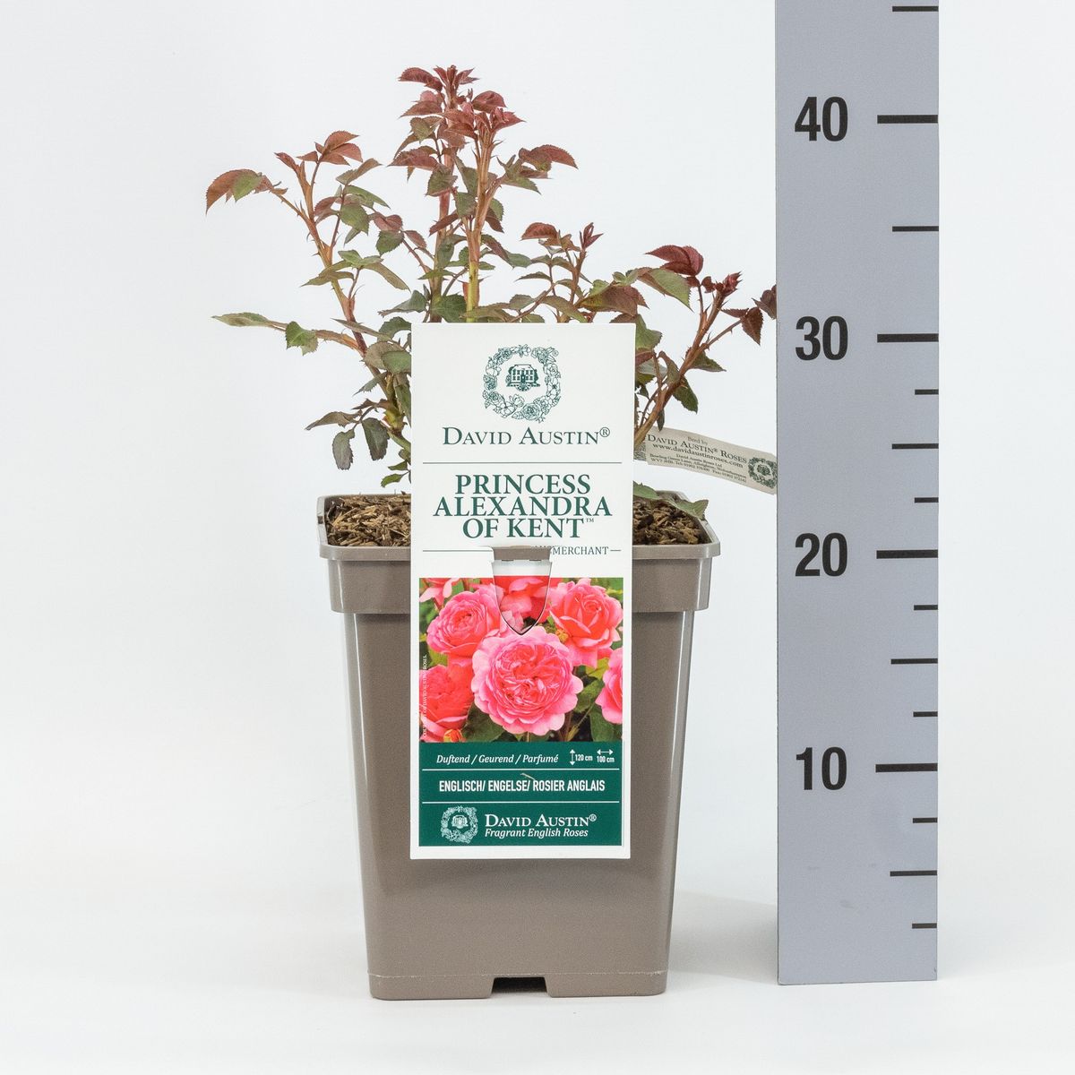 Rosa PRINCESS ALEXANDRA OF KENT — Plant Wholesale FlorAccess