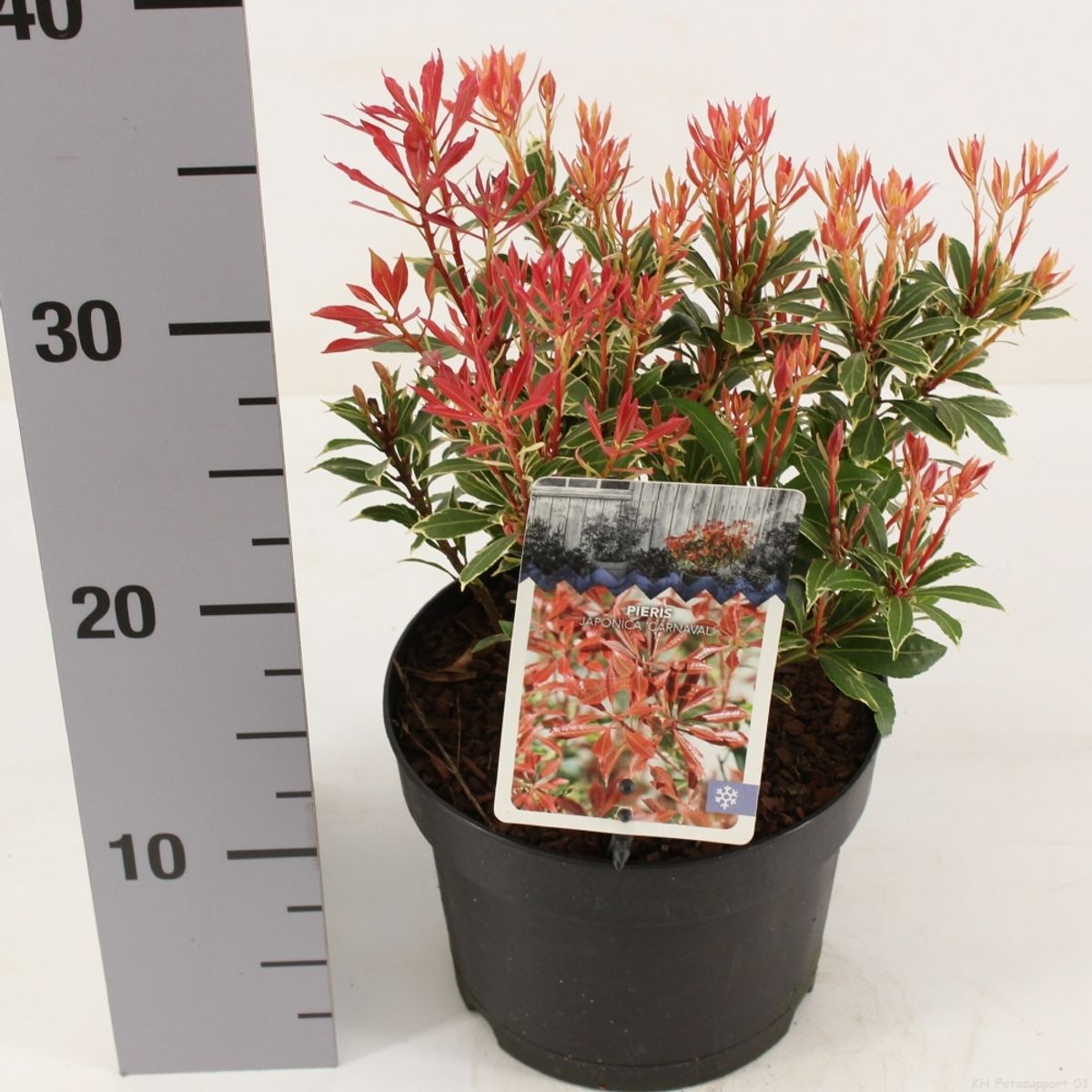 Pieris japonica 'Carnaval' — Plant Wholesale FlorAccess