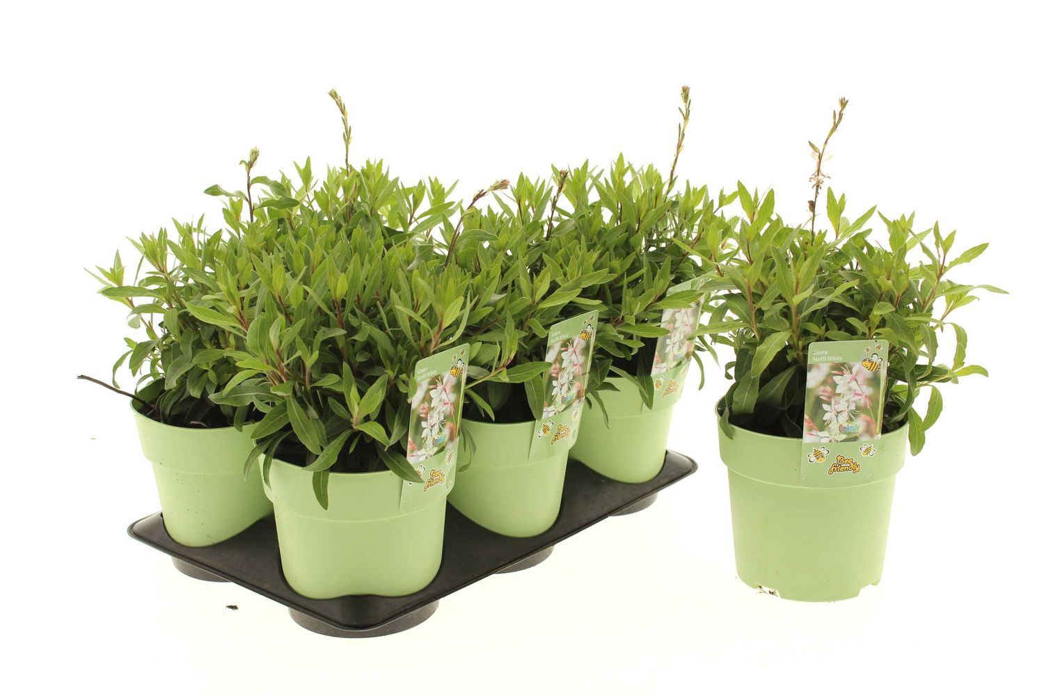 Gaura lindheimeri 'Steffi White' — Рослини оптом FlorAccess