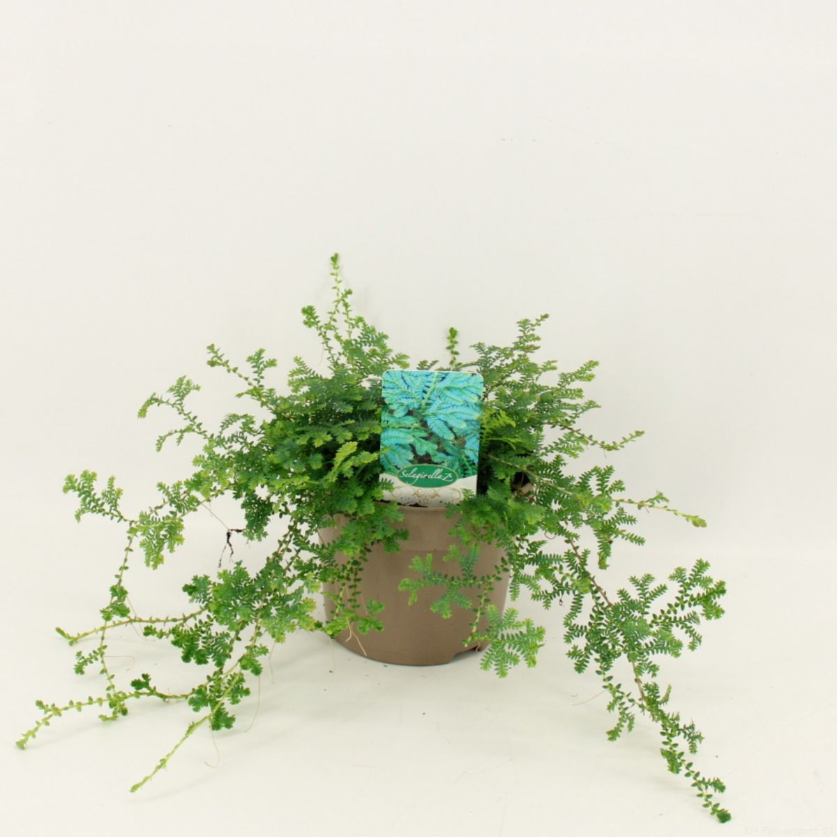 Selaginella uncinata — Plant Wholesale FlorAccess