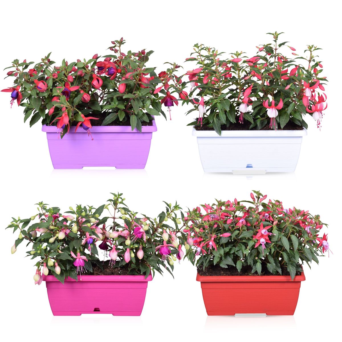 Fuchsia BELLA MIX — Plant Wholesale FlorAccess