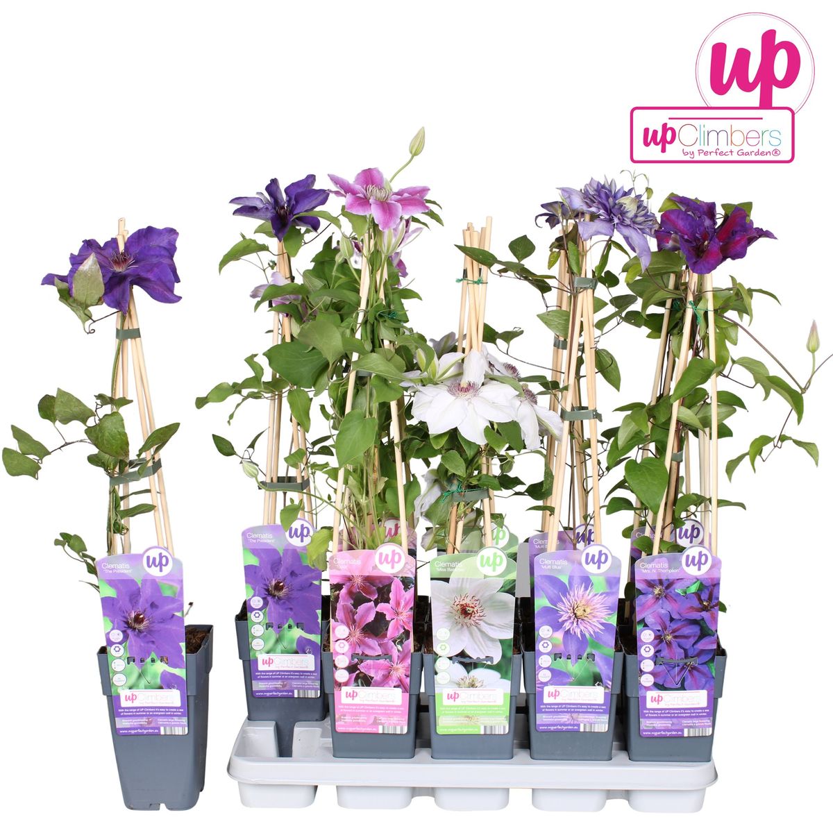 Clematis MIX — Plant Wholesale FlorAccess