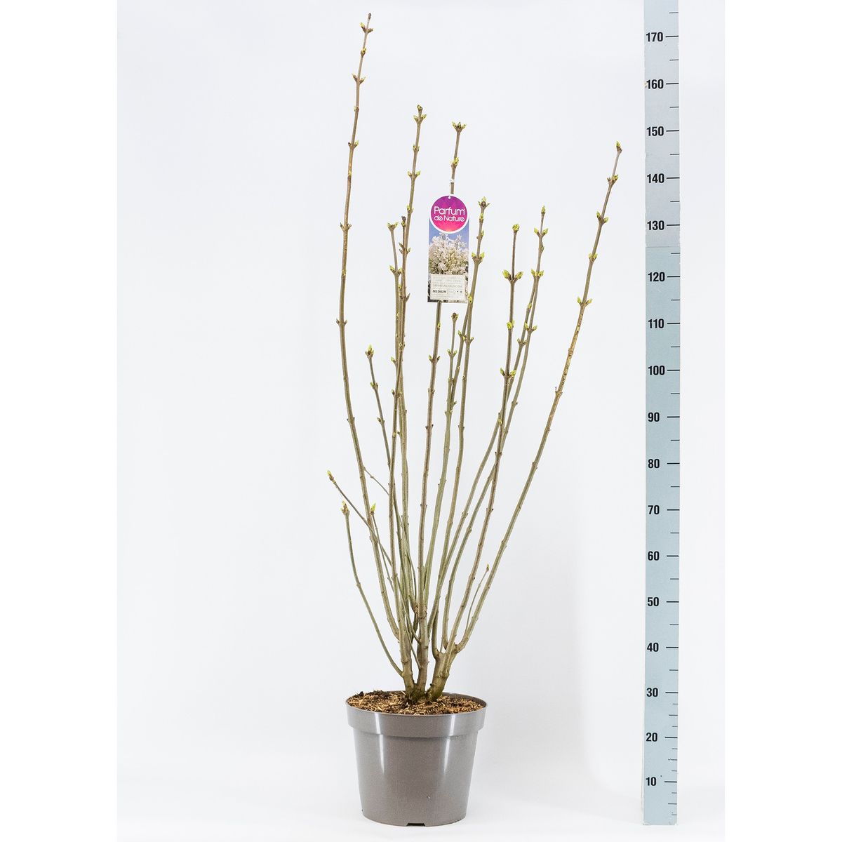 Syringa x henryi 'Tammelan Kaunotar' — Plant Wholesale FlorAccess