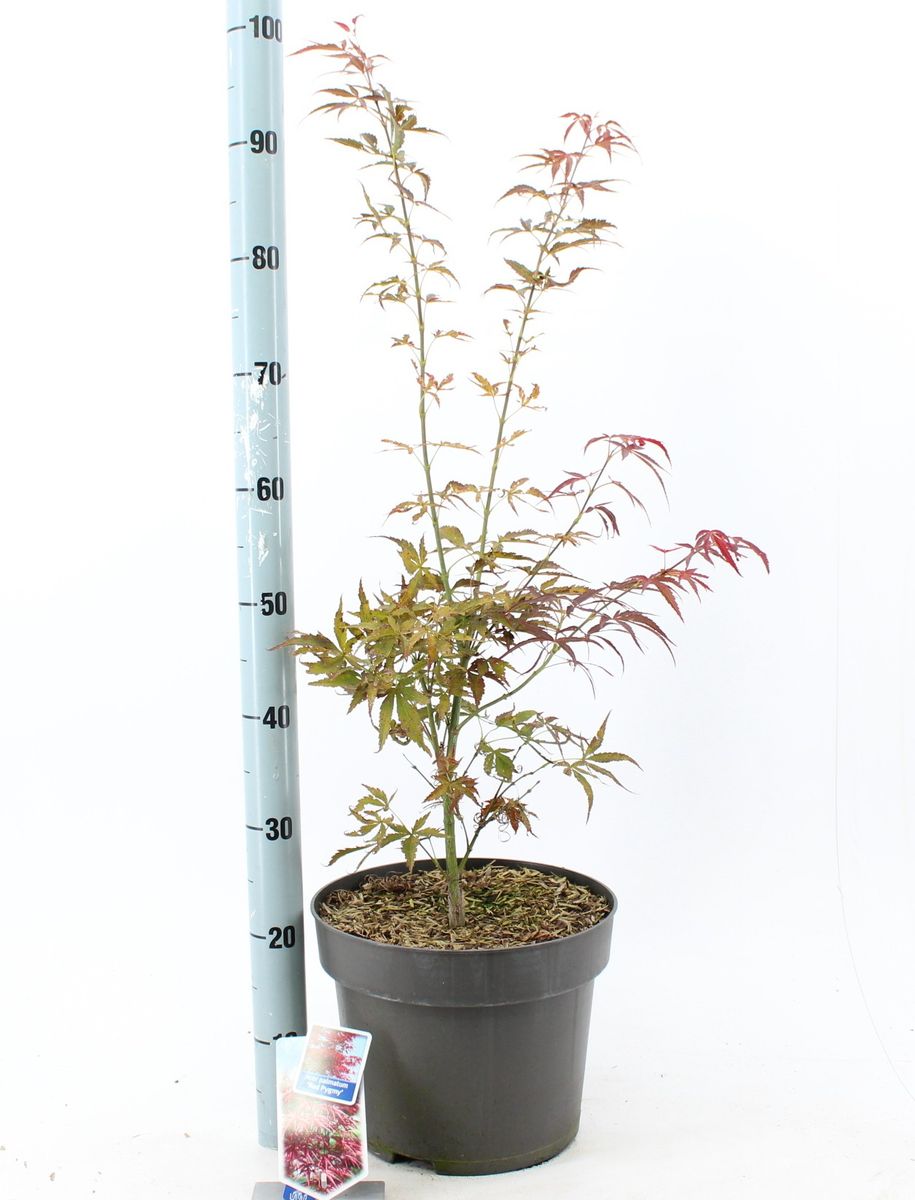Acer palmatum 'Red Pygmy' — Рослини оптом FlorAccess