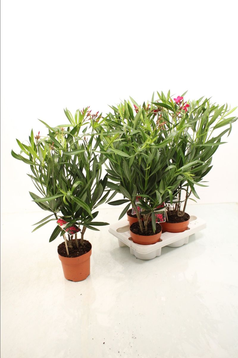 Nerium oleander MIX — Plant Wholesale FlorAccess