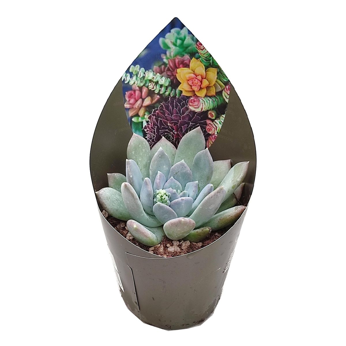 x Graptoveria 'Topsy Debbie' — Plant Wholesale FlorAccess