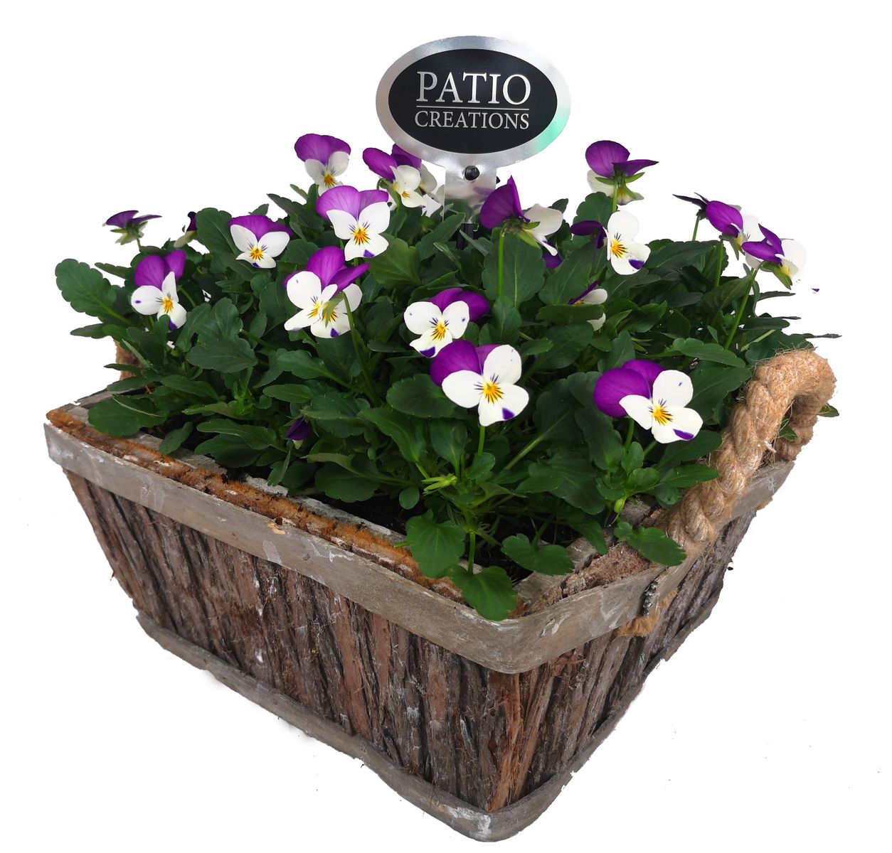 Arrangement Viola — Plant Wholesale FlorAccess
