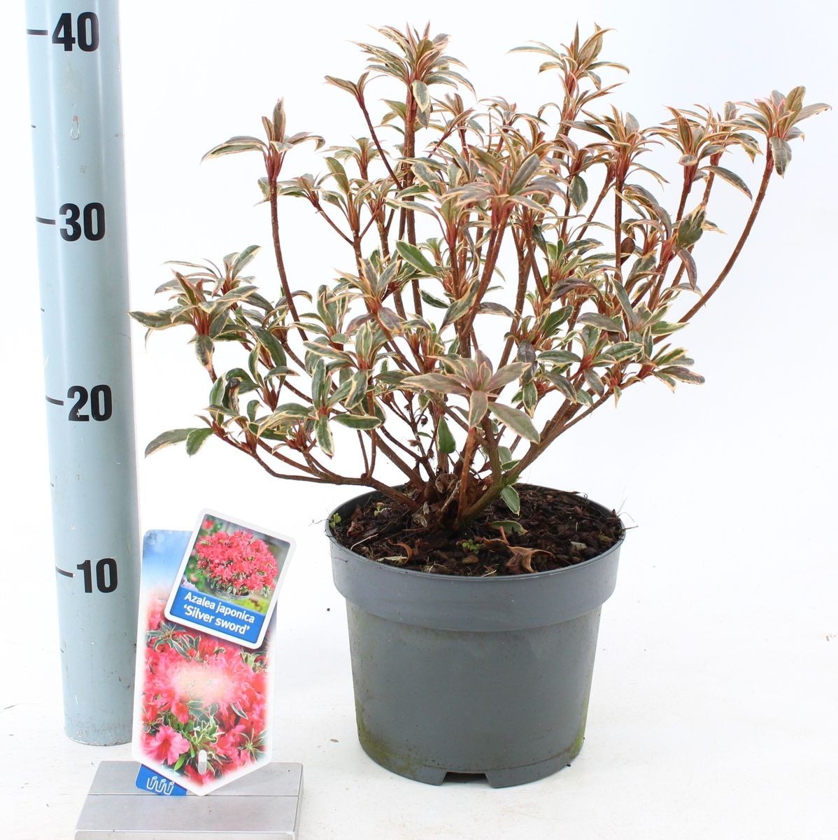 Rhododendron 'Silver Sword' (AJ) — Plant Wholesale FlorAccess