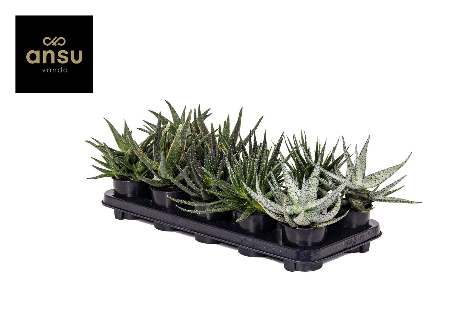 Aloe MIX — Plant Wholesale FlorAccess