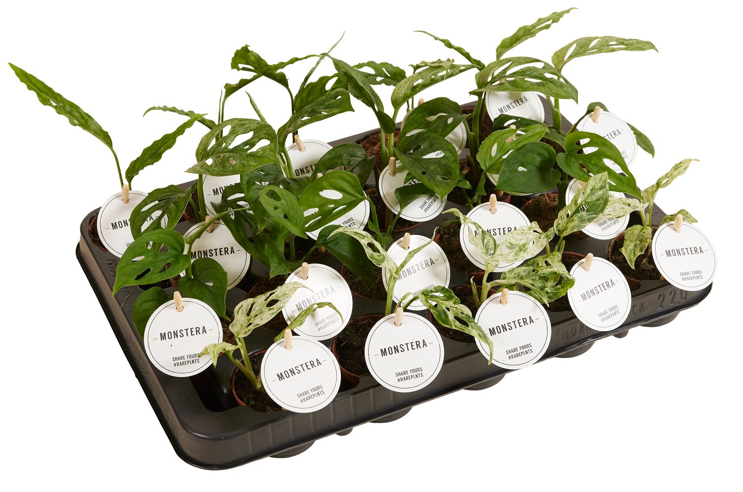 Monstera MIX — Plant Wholesale FlorAccess