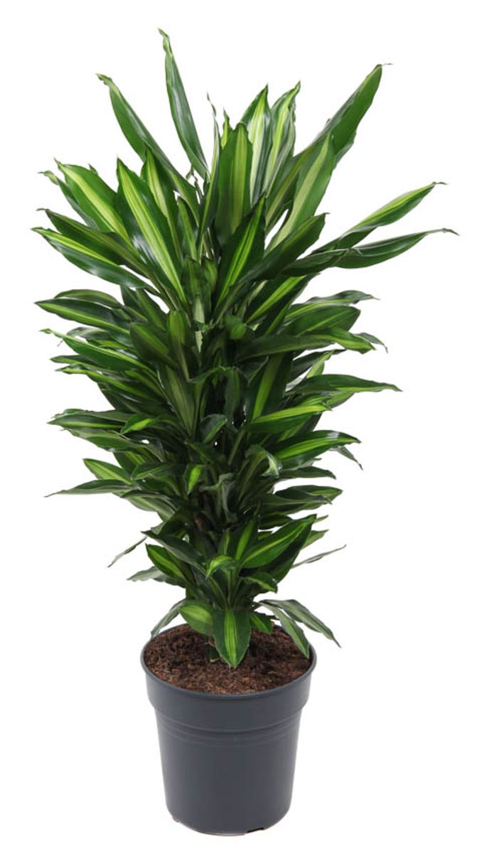 Dracaena fragrans CINTHO — Plant Wholesale FlorAccess