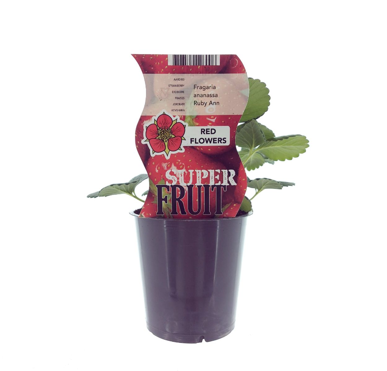 Fragaria x ananassa 'Ruby Ann' — Plant Wholesale FlorAccess