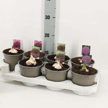 Allium MIX — Plant Wholesale FlorAccess