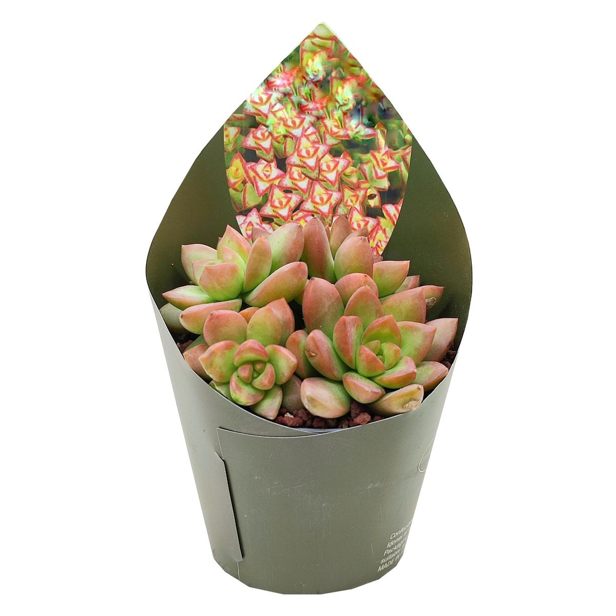 x Sedeveria lutea — Plant Wholesale FlorAccess