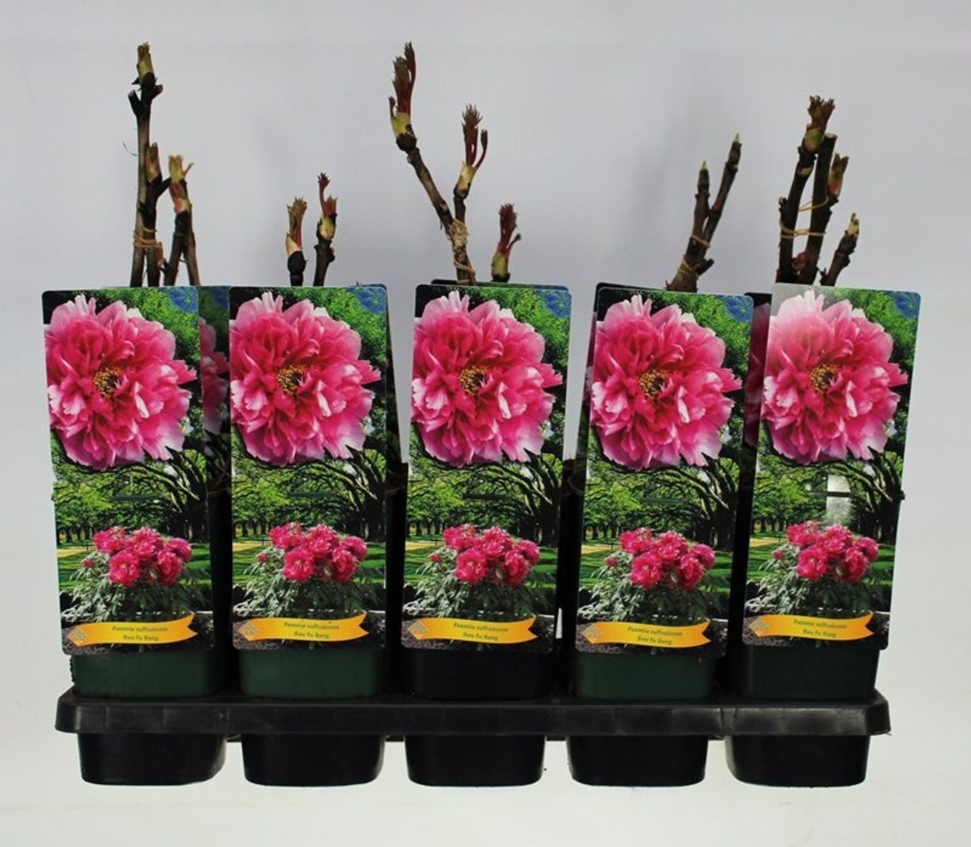 Paeonia suffruticosa 'Rou Fu Rong' — Plant Wholesale FlorAccess