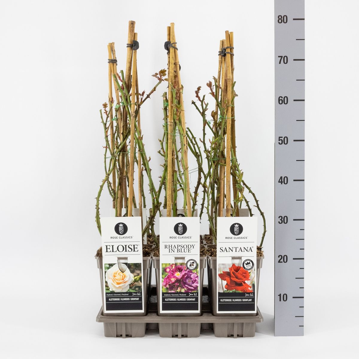 Rosa MIX — Vendita all'ingrosso piante FlorAccess