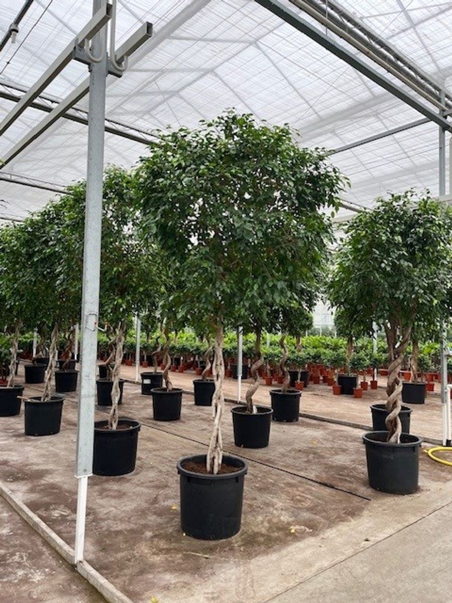 Ficus benjamina 'Exotica' — Plant Wholesale FlorAccess