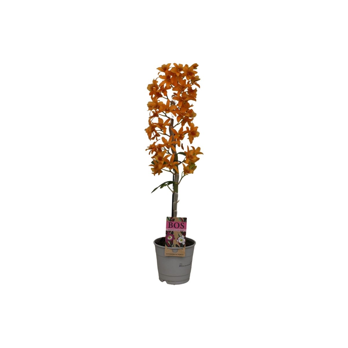 Dendrobium nobile STAR CLASS FIREBIRD — Plant Wholesale FlorAccess