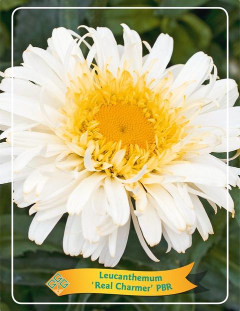 Leucanthemum x superbum 'Real Charmer' — Рослини оптом FlorAccess