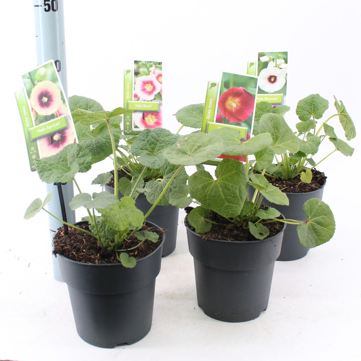 Alcea rosea HALO MIX — Plant Wholesale FlorAccess