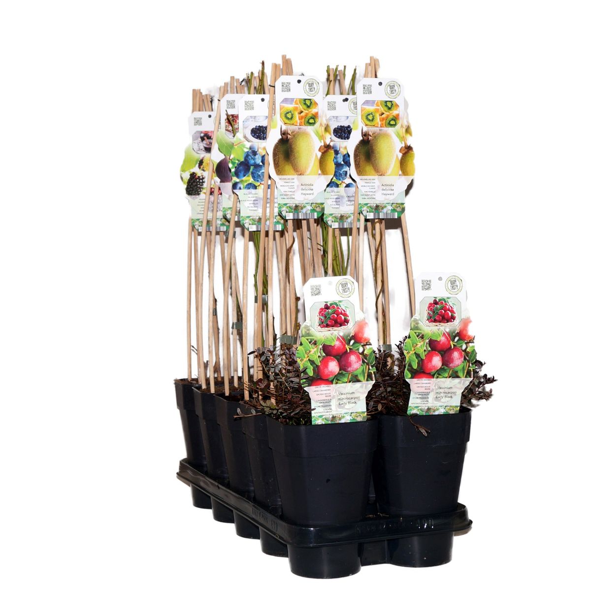 Plantas frutales MIX — Mayorista de plantas FlorAccess