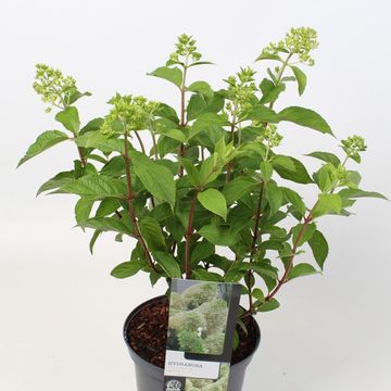 Hydrangea paniculata SKYFALL — Plant Wholesale FlorAccess