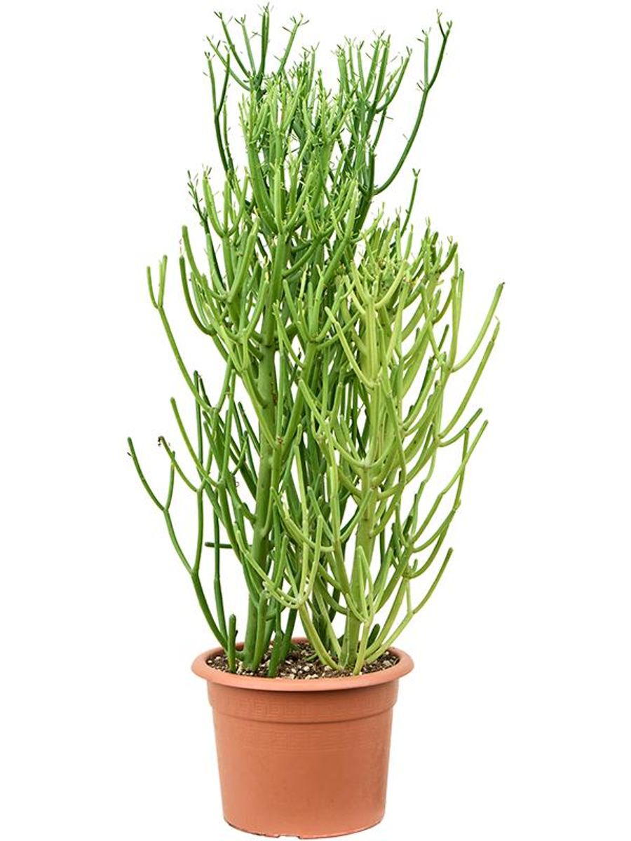 Euphorbia tirucalli — Plant Wholesale FlorAccess