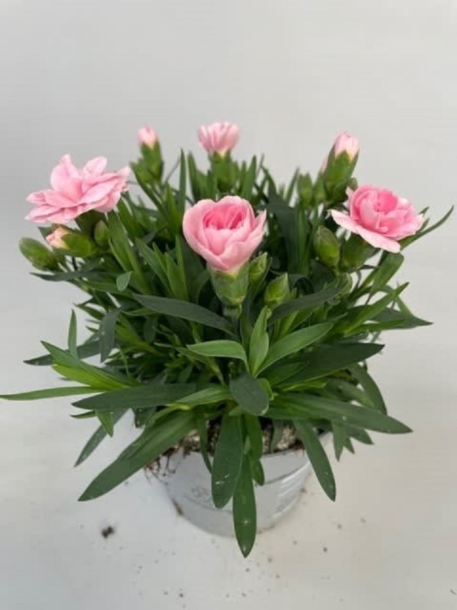 Dianthus OSCAR LIGHT PINK — Рослини оптом FlorAccess