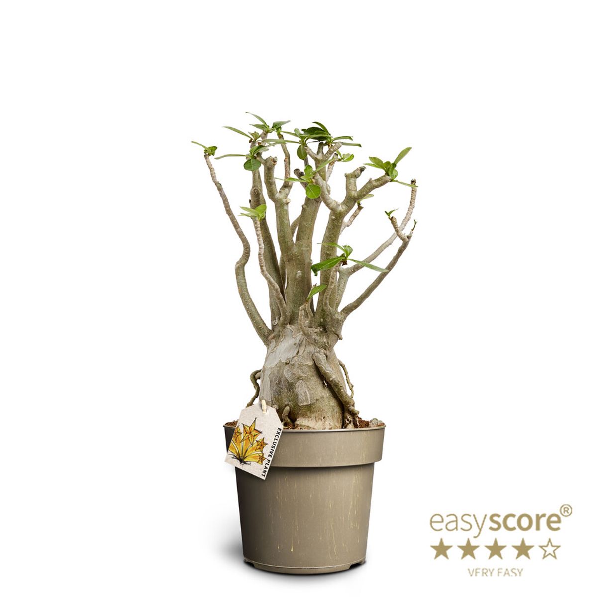 Adenium arabicum — Plant Wholesale FlorAccess