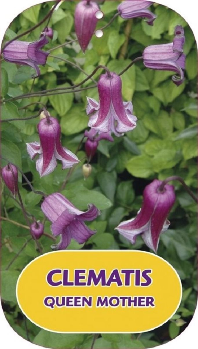 Clematis QUEEN MOTHER (Vt) — Plant Wholesale FlorAccess