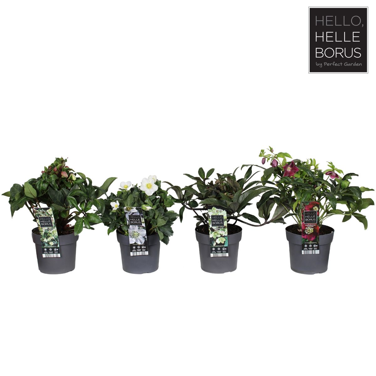 Helleborus MIX — Plant Wholesale FlorAccess