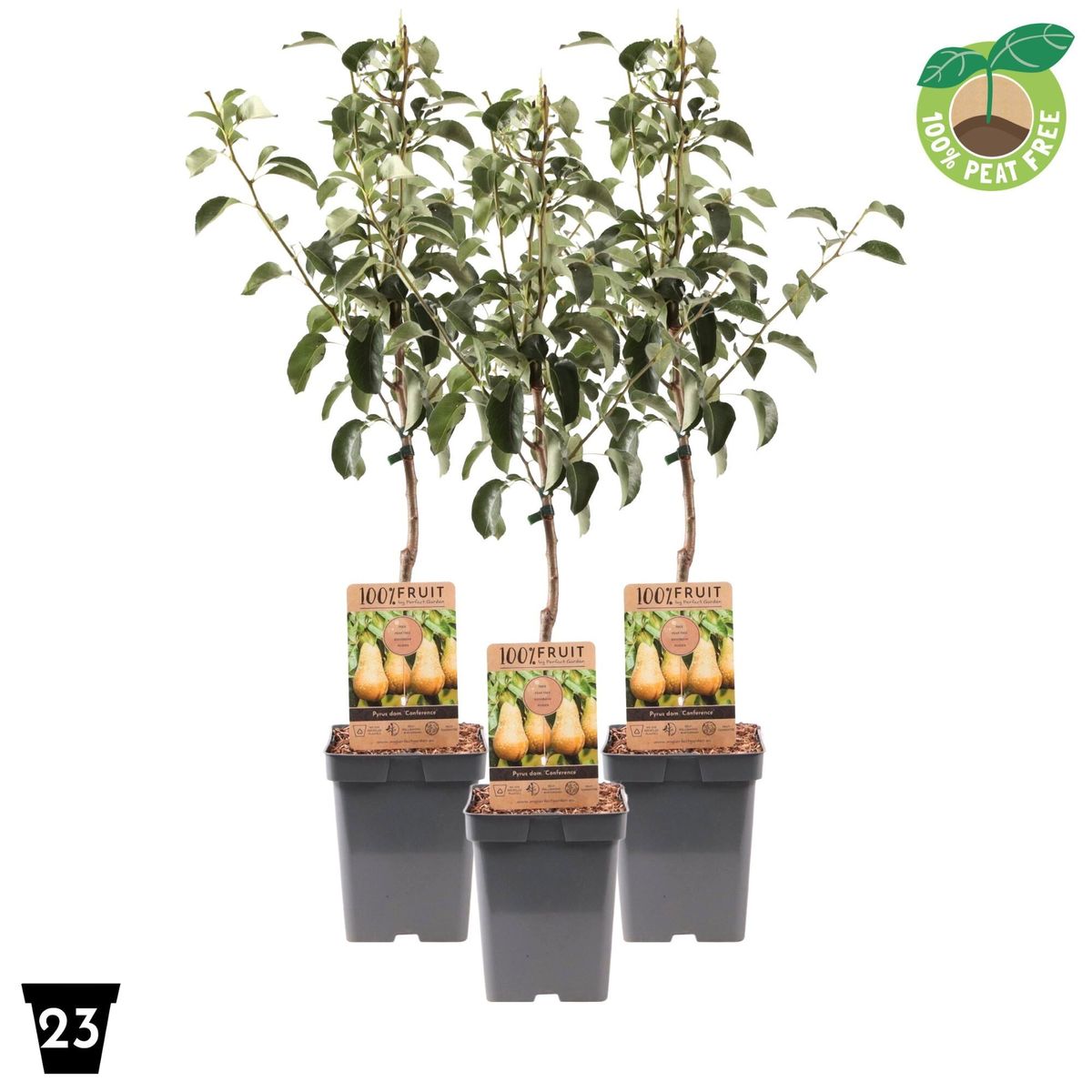 Pyrus communis 'Conference' — Plant Wholesale FlorAccess
