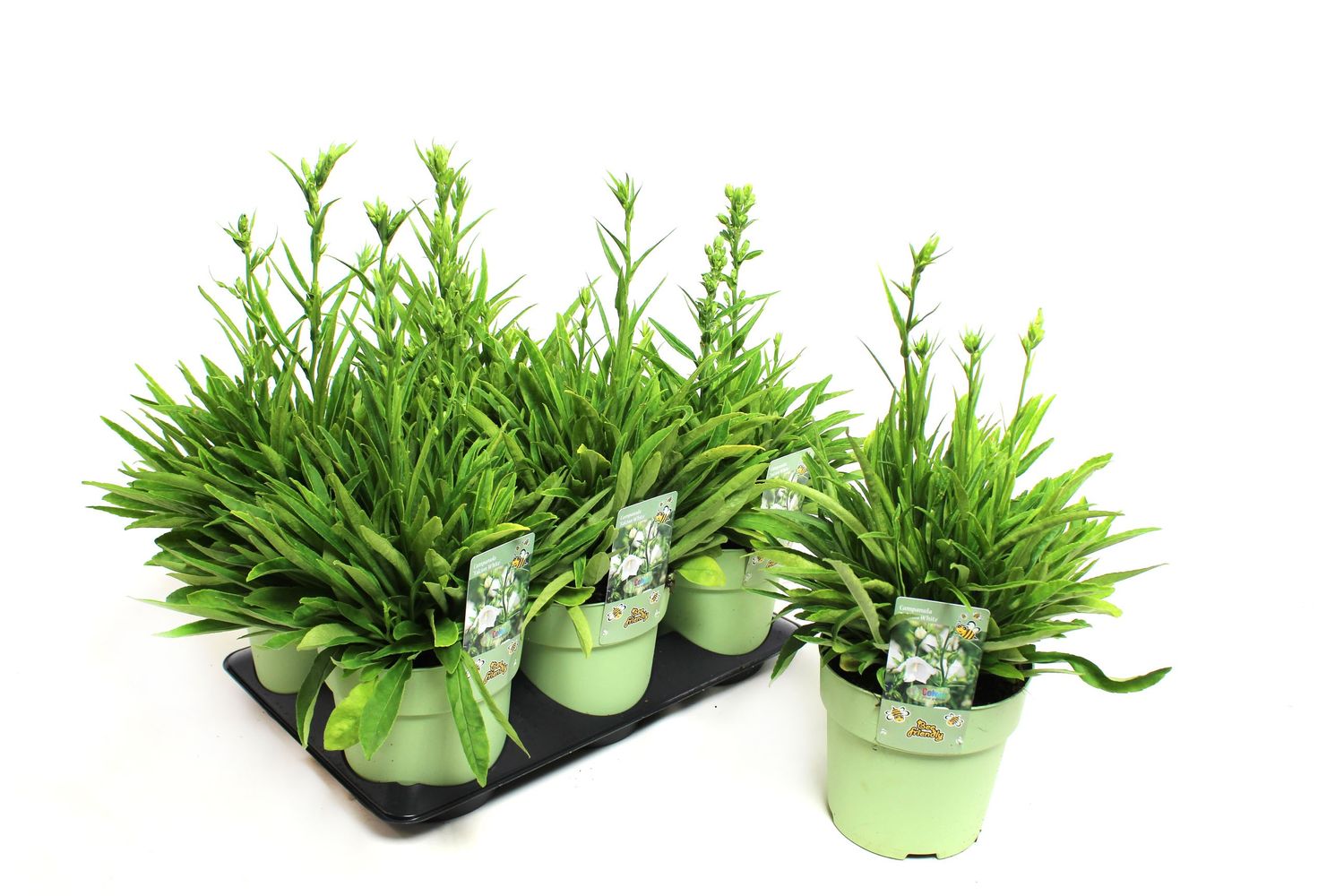 Campanula persicifolia 'Takion White' — Plant Wholesale FlorAccess