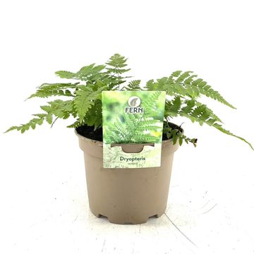 Dryopteris remota — Plant Wholesale FlorAccess