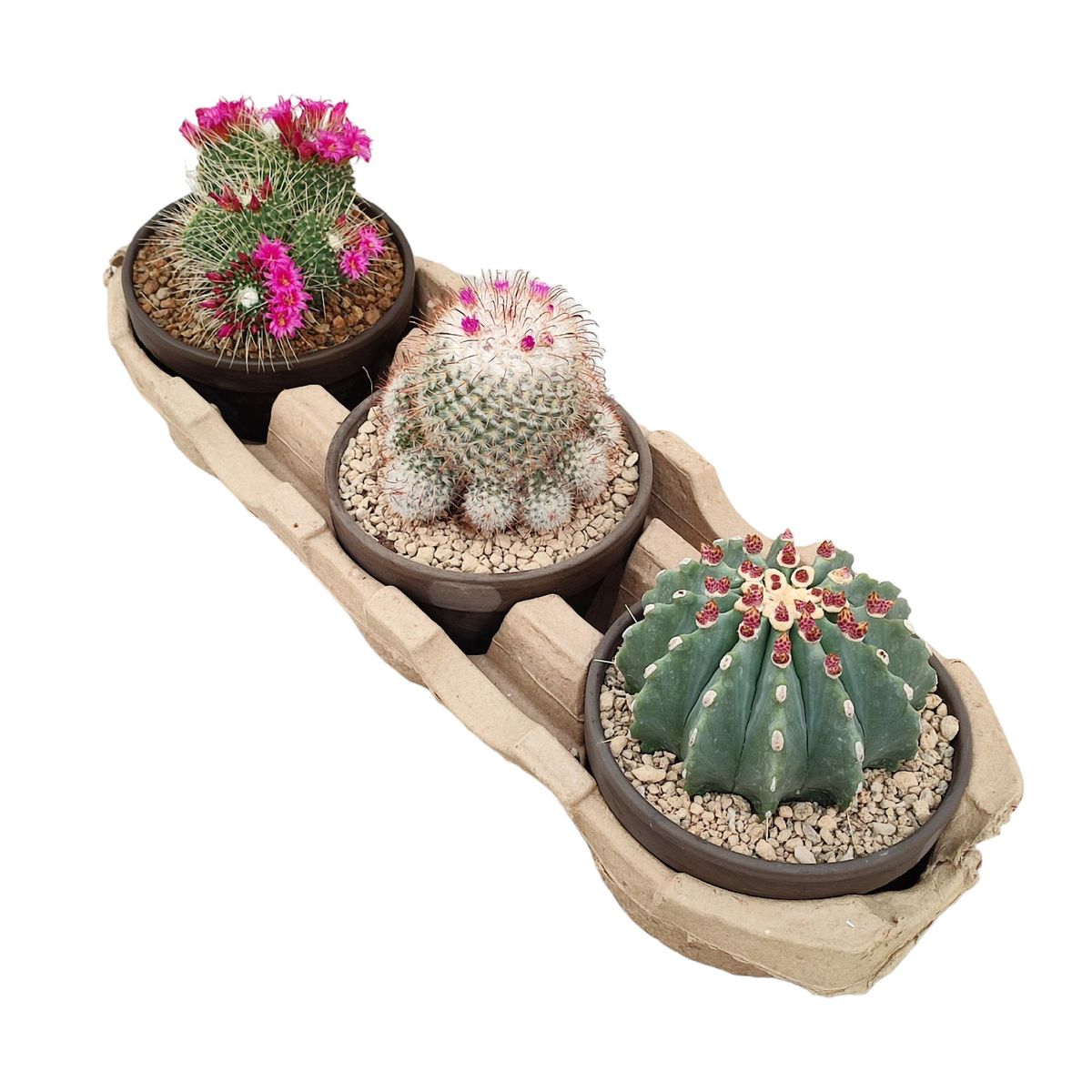 Cactus MIX — Plant Wholesale FlorAccess