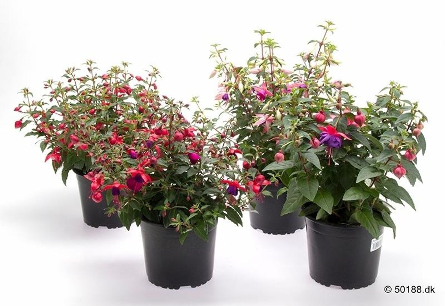 Fuchsia MIX — Plant Wholesale FlorAccess