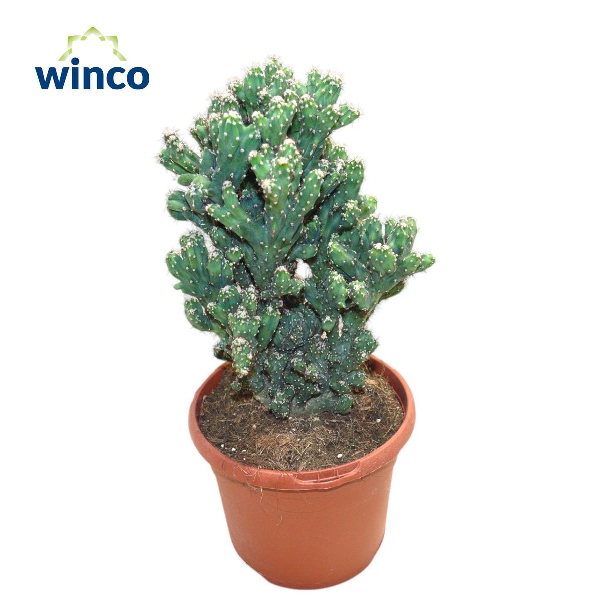 Cereus peruvianus coral — Groothandel in planten FlorAccess