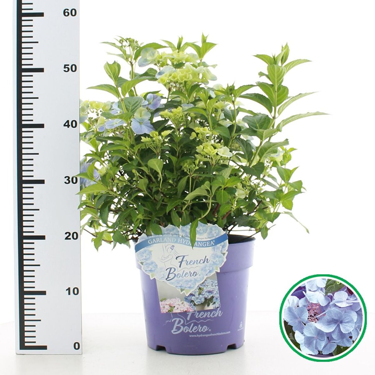 Hydrangea FRENCH BOLERO BLUE — Plant Wholesale FlorAccess
