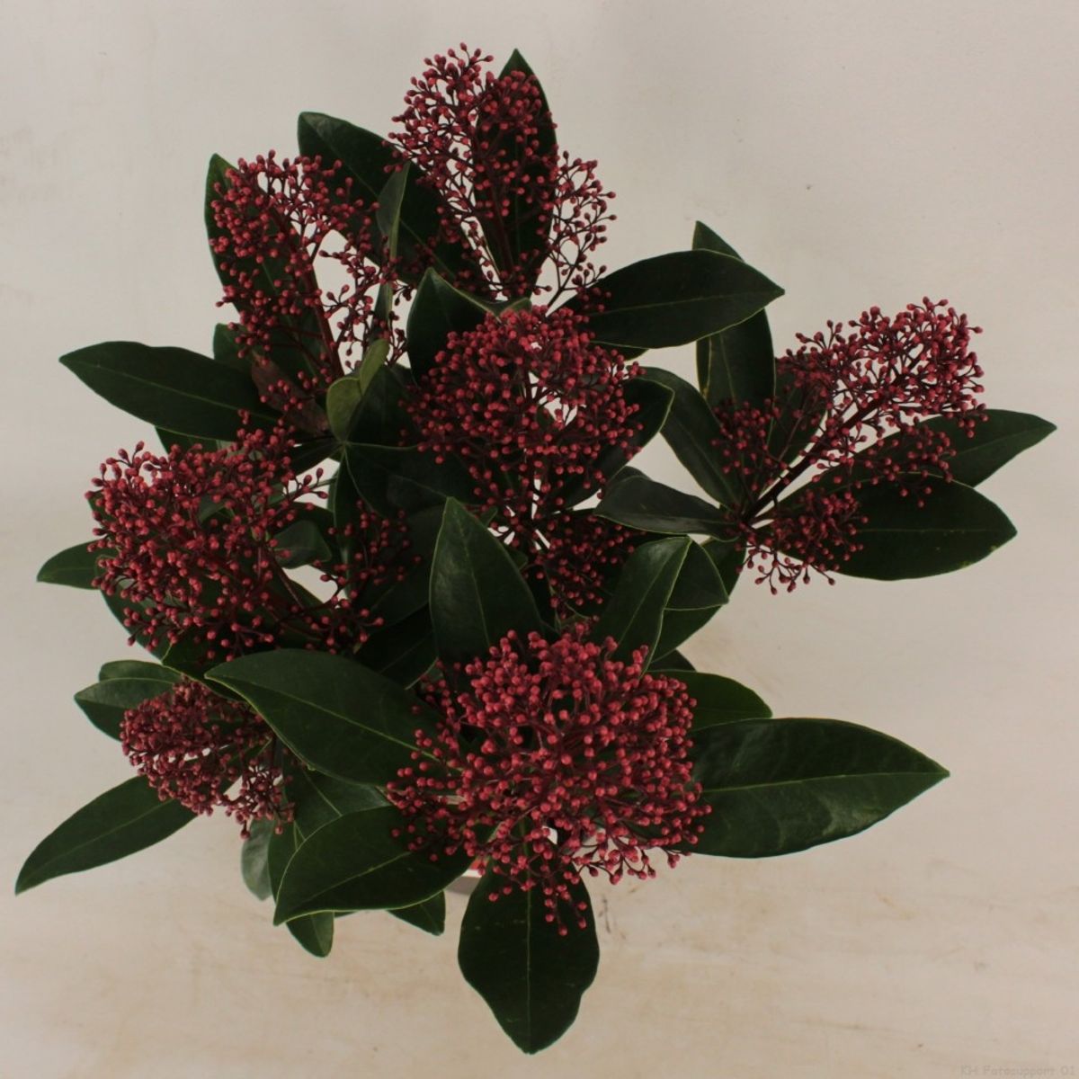Skimmia japonica 'Rubella' — Plant Wholesale FlorAccess