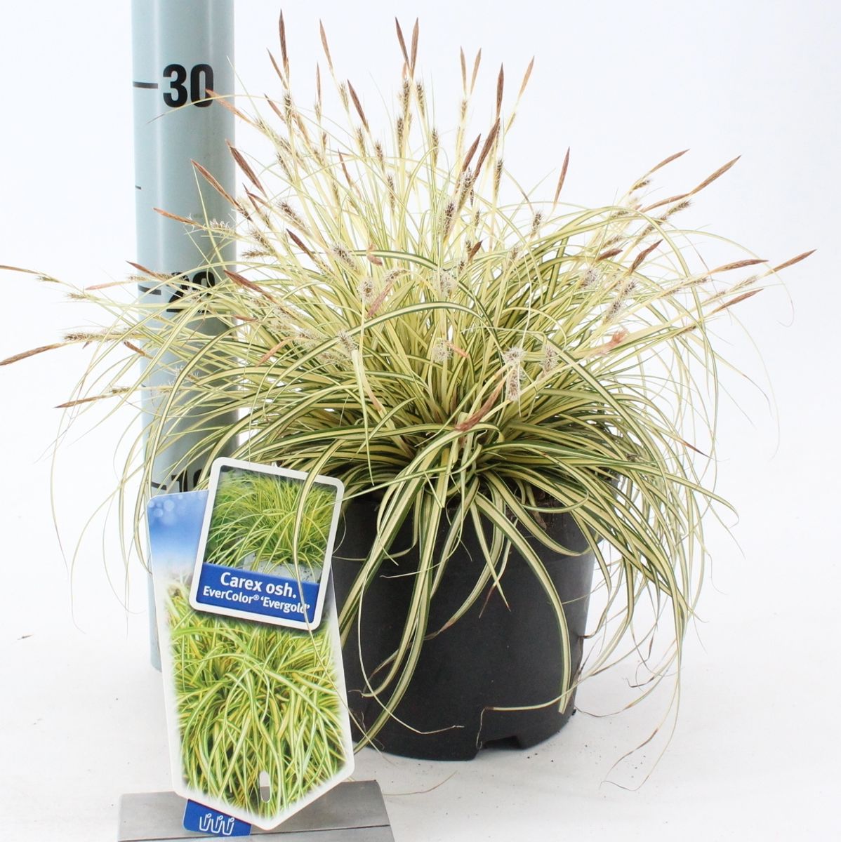 Carex oshimensis 'Evergold' — Растения Оптовая FlorAccess