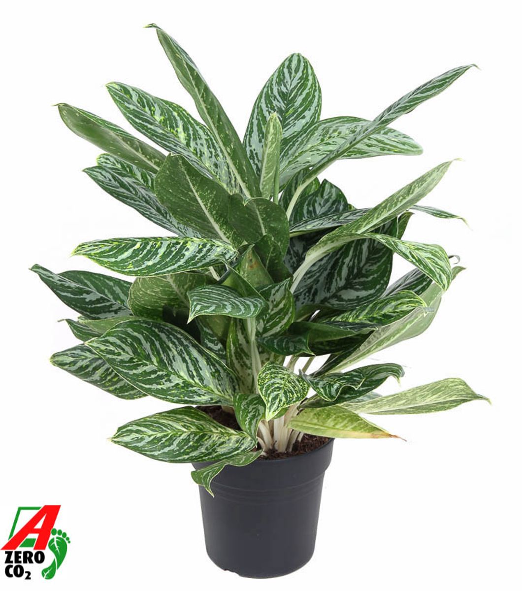 Aglaonema 'Golden Madonna' — Plant Wholesale FlorAccess