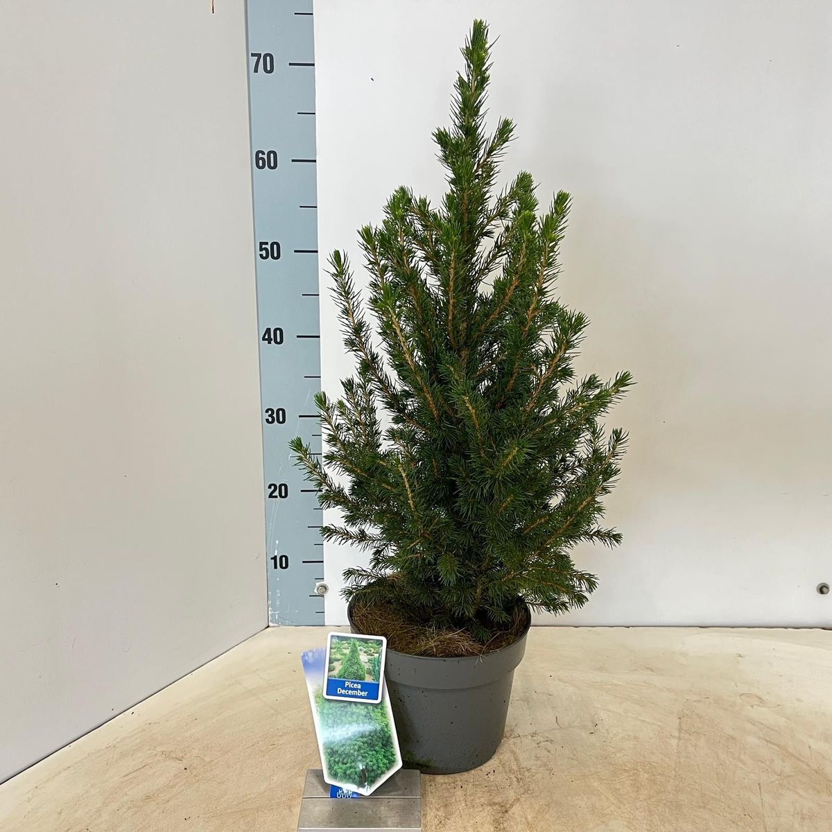Picea glauca 'Conica' — Plant Wholesale FlorAccess